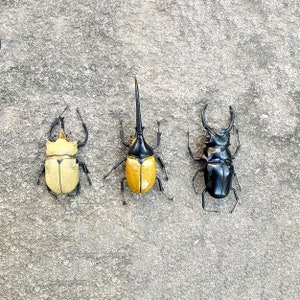 Bug Magnet, Large Size Handmade Clay Magnet Beetle Figurine Realistic ...