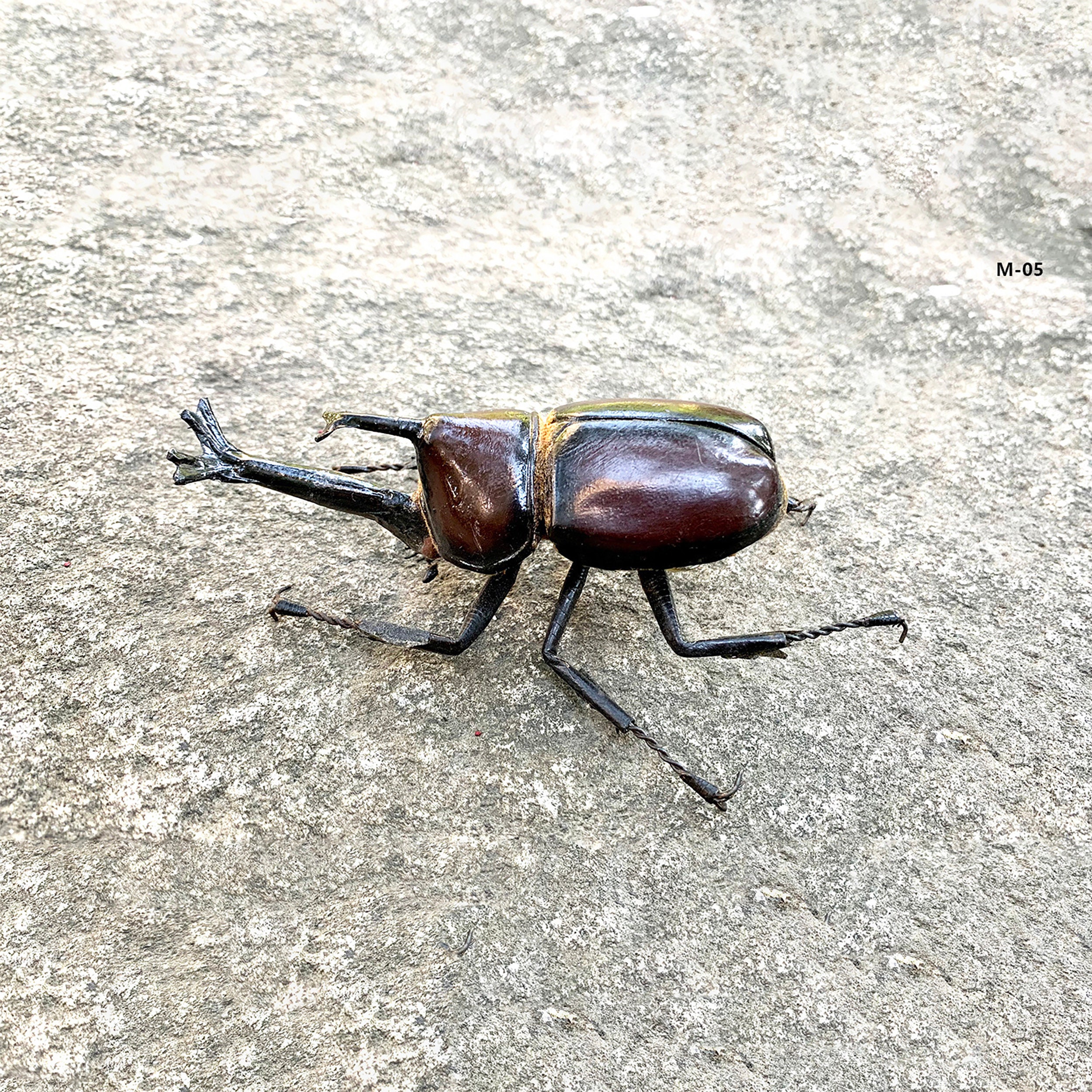 Handmade Clay Beetle Magnet, Realistic Insect Figurine - Etsy