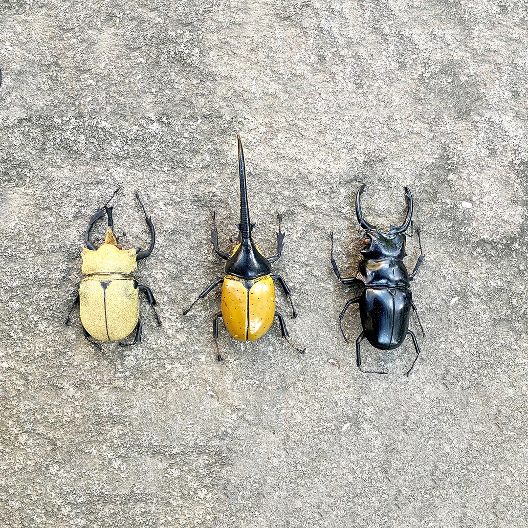 Handmade Clay Beetle Magnet: Realistic Insect Figurine - Etsy