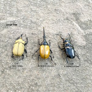 Bug Magnet, Large Size Handmade Clay Magnet Beetle Figurine Realistic ...