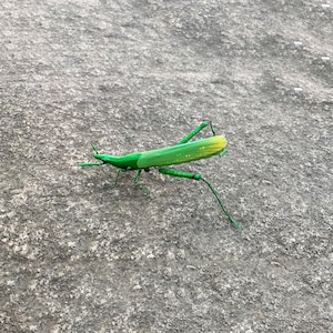 Handmade Clay Grasshopper Magnet: Realistic Insect Figurine - Etsy