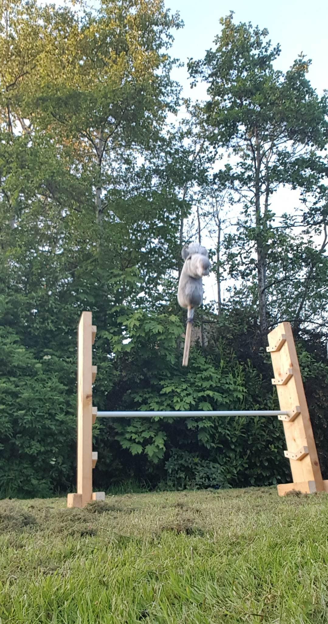 Timber Hobby Horse Jumps 60-120cm Custom Colour - Etsy UK