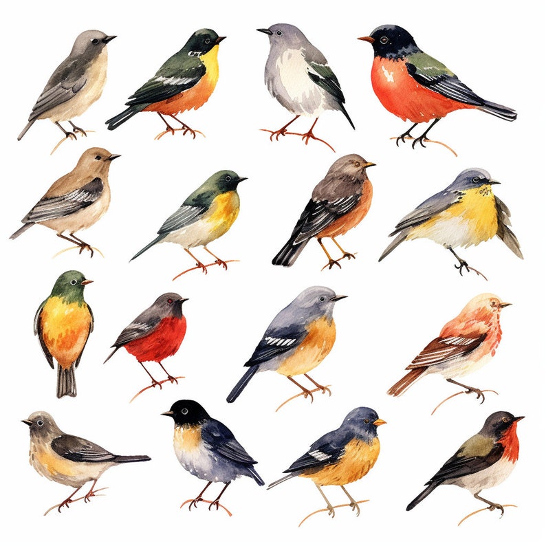 Set of 77, Watercolor Birds Clip Art, Colorful Birds Clipart, Spring ...
