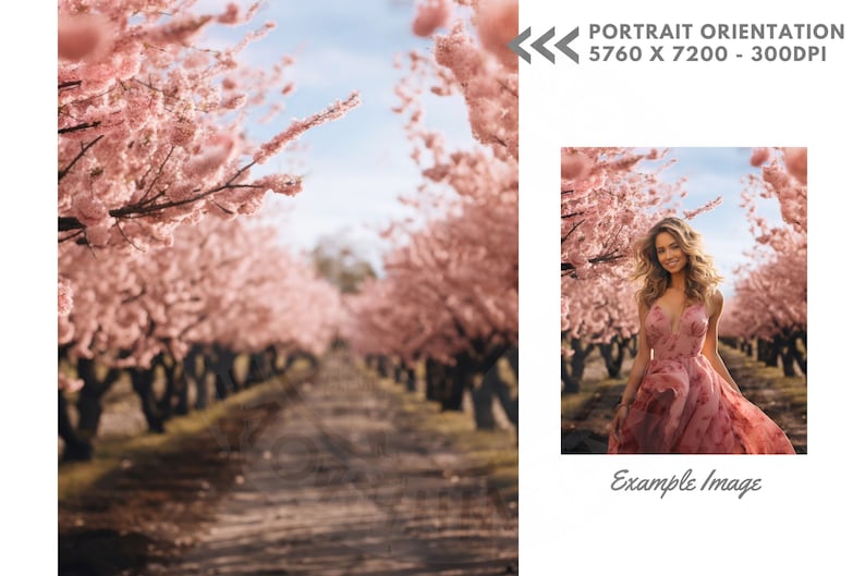 14 Cherry Tree Blossoms Portraiture Digital Backgrounds for Dance ...