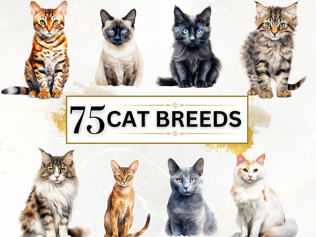Cat Breeds PNG Bundle - 75 Cats Clipart Pngs, Cats Clipart, Animals ...