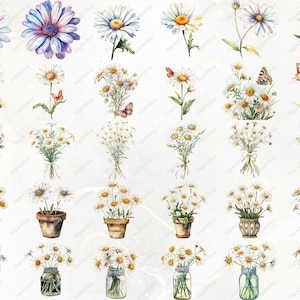 Daisy Clipart Watercolor Spring Clipart Flower Clipart Wild Flower PNG ...