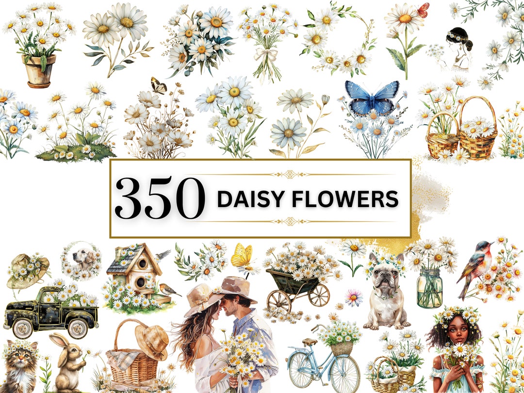 Daisy Clipart Watercolor Spring Clipart Flower Clipart Wild Flower PNG ...