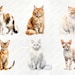 Cat Breeds PNG Bundle - 75 Cats Clipart Pngs, Cats Clipart, Animals ...