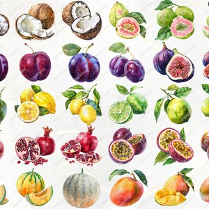 Summer Clipart Watercolor Summer PNG Fruit Clipart Summer Fruit PNG ...
