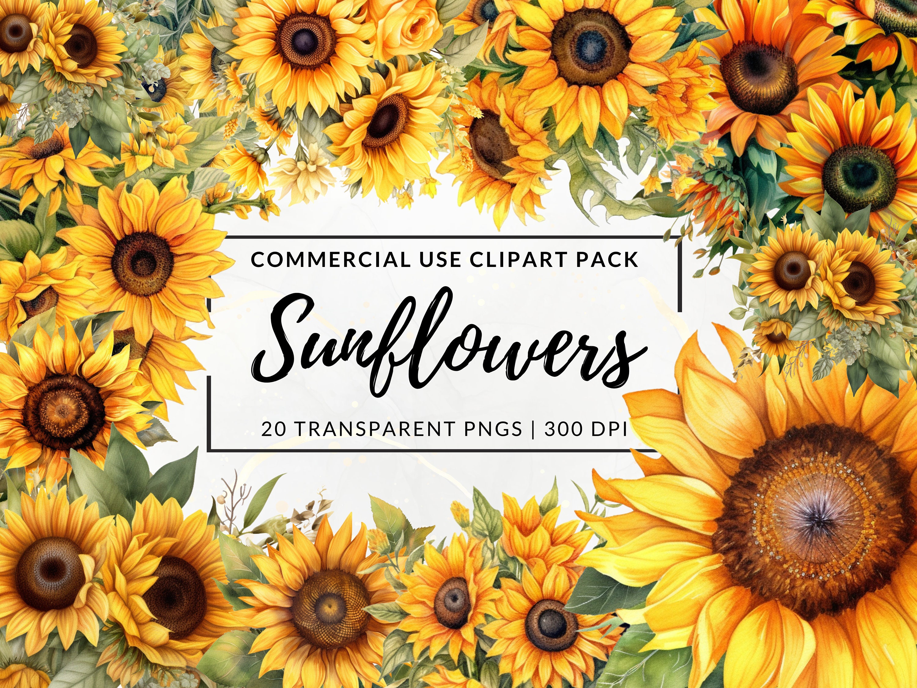 Watercolor Sunflowers Clipart Fall Sunflower Floral - Etsy