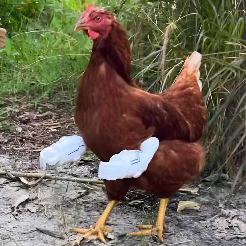 Chicken Arms for Chickens - Etsy