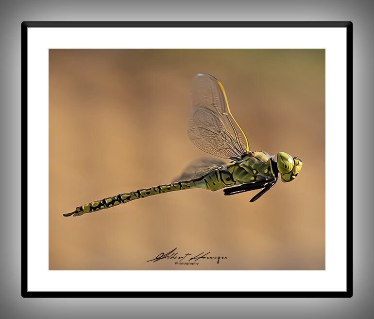 Dragonfly Digital Download Print, Wall Art, Nature Print - Etsy