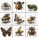 Steam Punk, Insects, Bugs, Spider, Firefly, Spider Punk, PNG ...