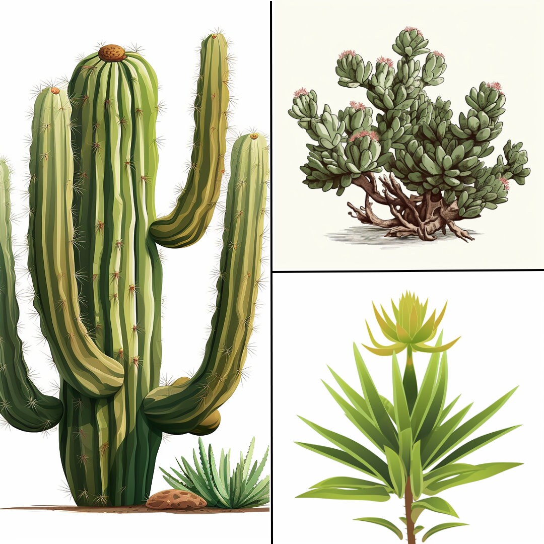 Desert Plants, Clip Art, Commercial Use, PNG, Cactus, Desert Sunflower ...