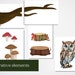 Bulletin Borders and Letters for a Forest Themed Classroom - Etsy