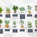 Boho Plants Calm Classroom Decor Bundle |plants Please | Serene ...
