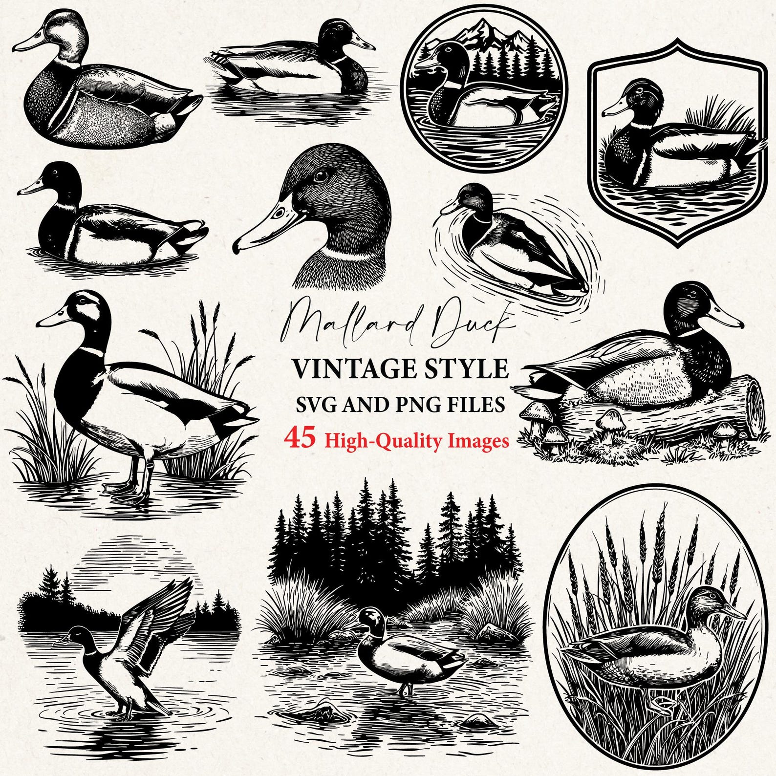 Mallard Duck Svg Bundle, Mallard Duck Png, Mallard Duck Vector, Duck ...