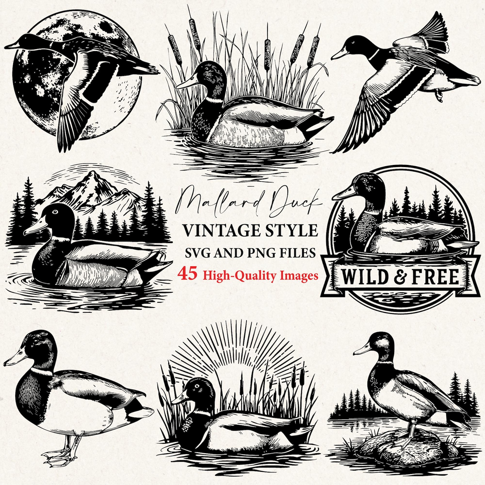 Mallard Duck Svg Bundle, Mallard Duck Png, Mallard Duck Vector, Duck ...