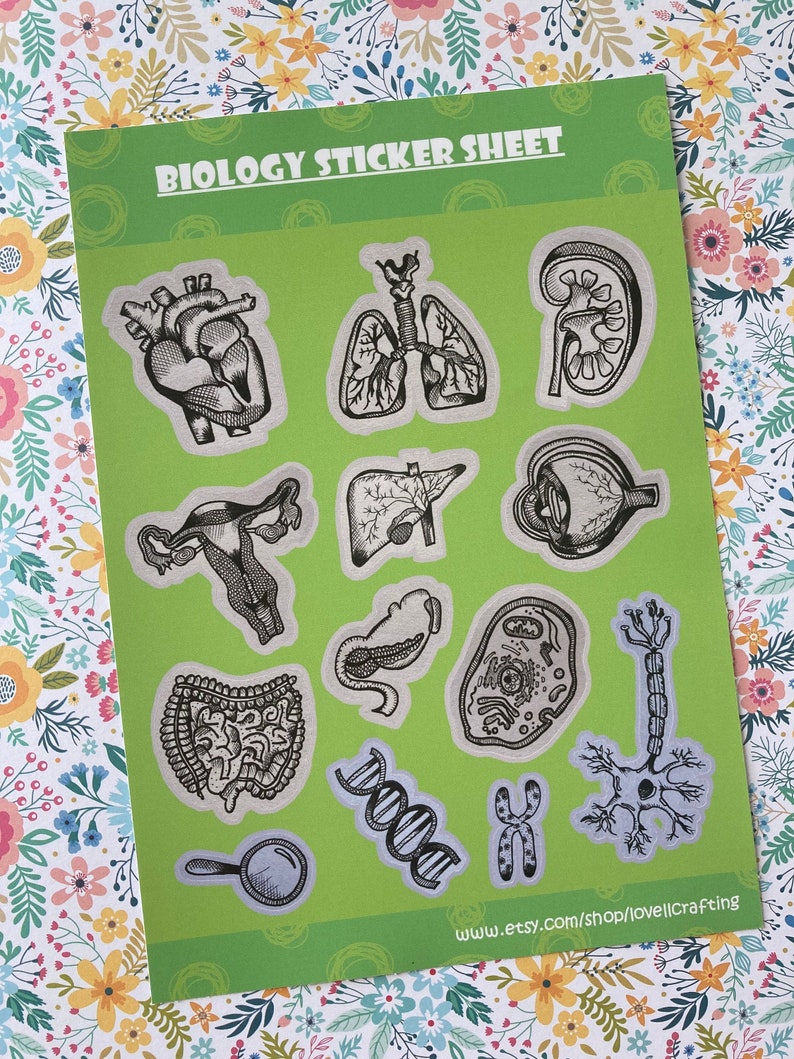 Biology/human Anatomy Sticker Sheet - Etsy