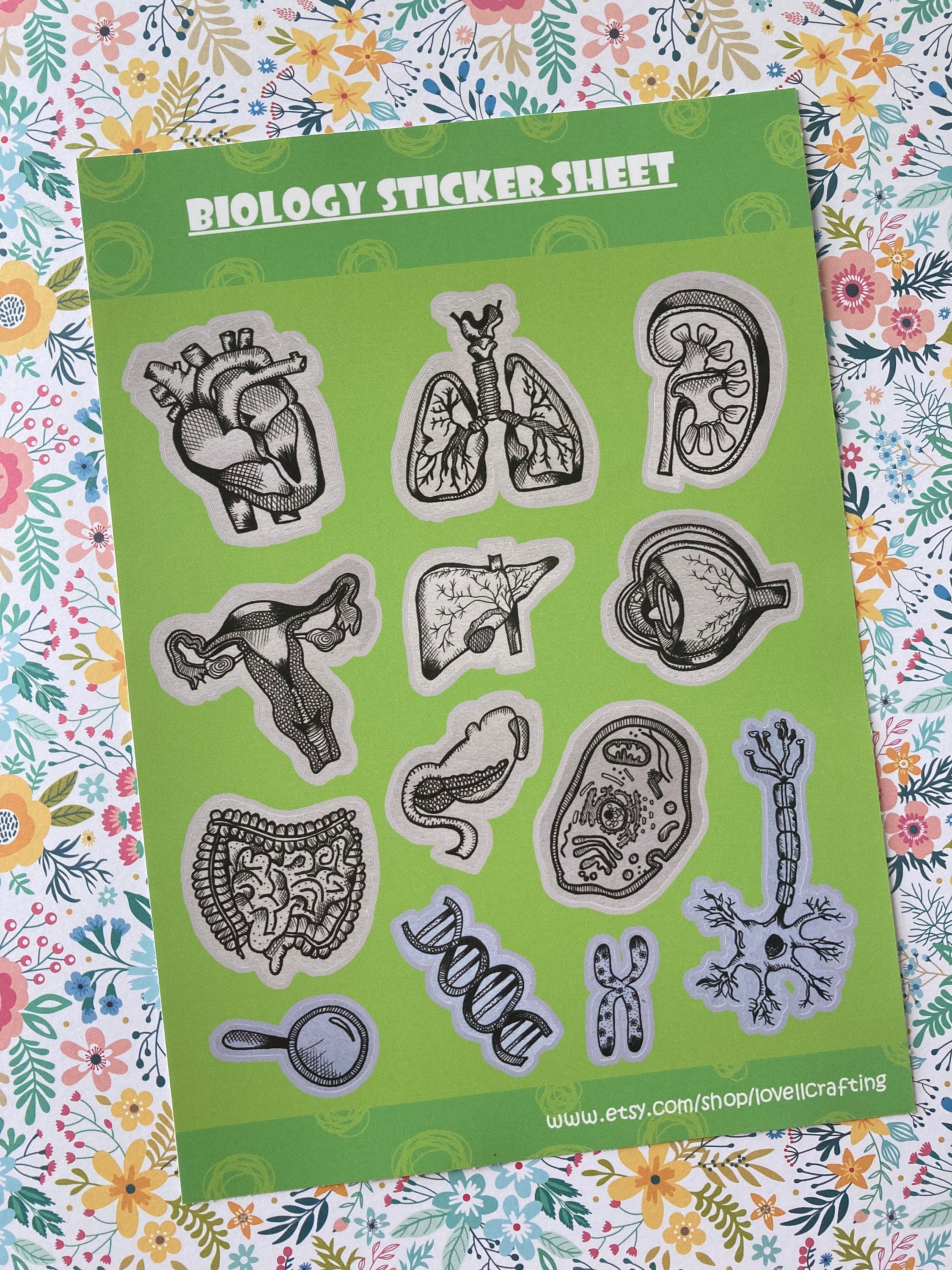 Biology/human Anatomy Sticker Sheet - Etsy