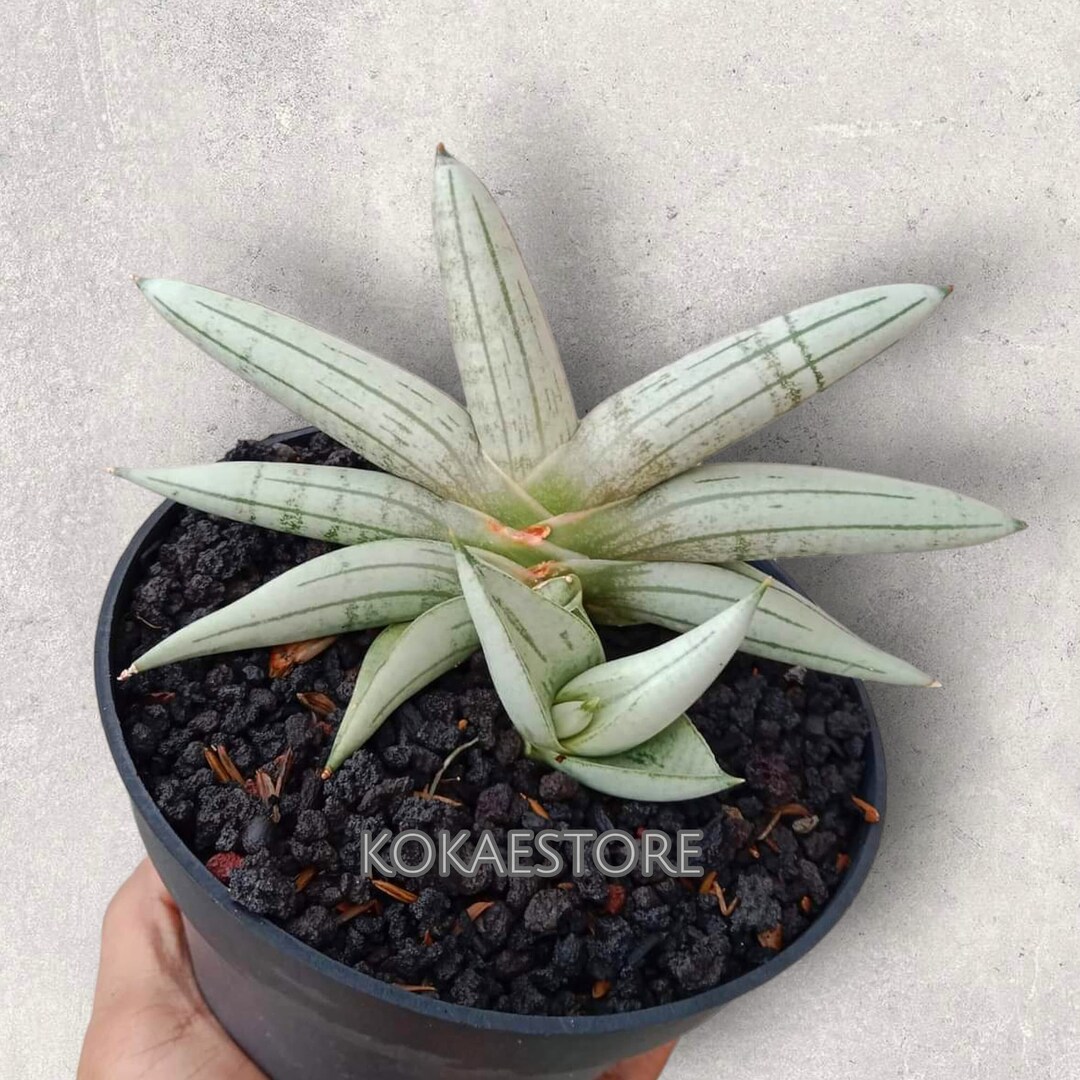 Sansevieria Boncel Platinum Free Phitosanitary - Etsy