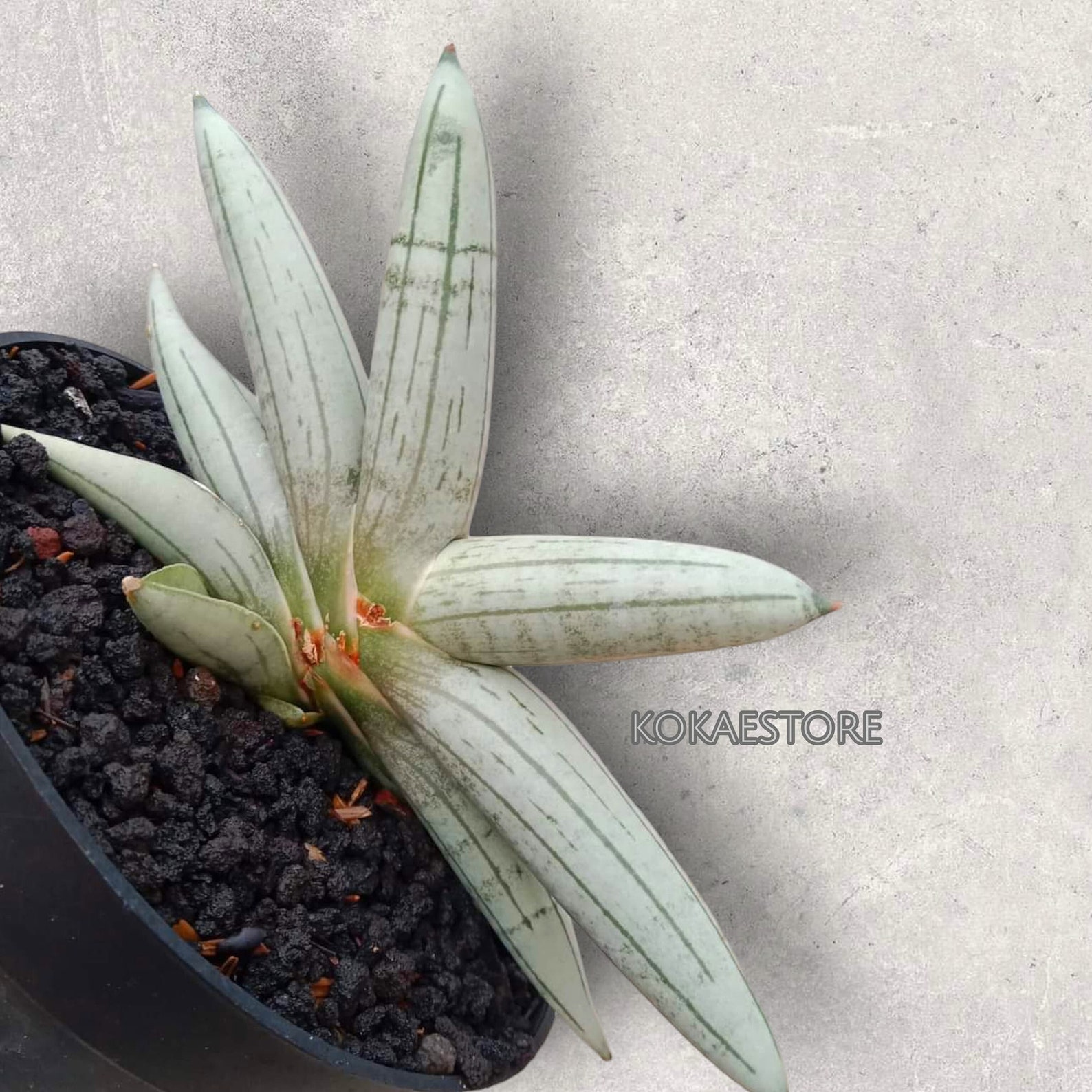 Sansevieria Boncel Platinum Free Phitosanitary - Etsy
