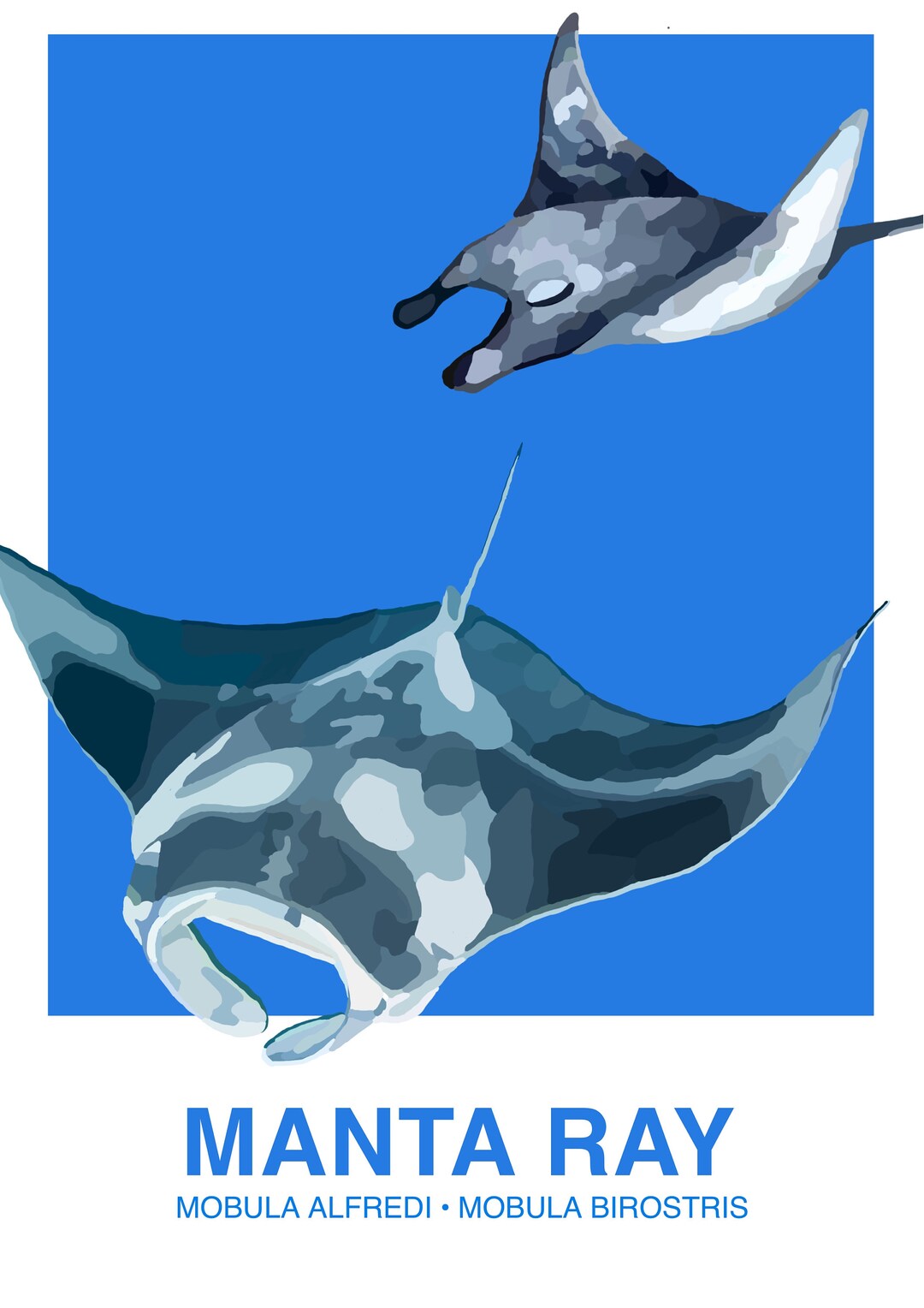 Manta Ray Poster - Etsy
