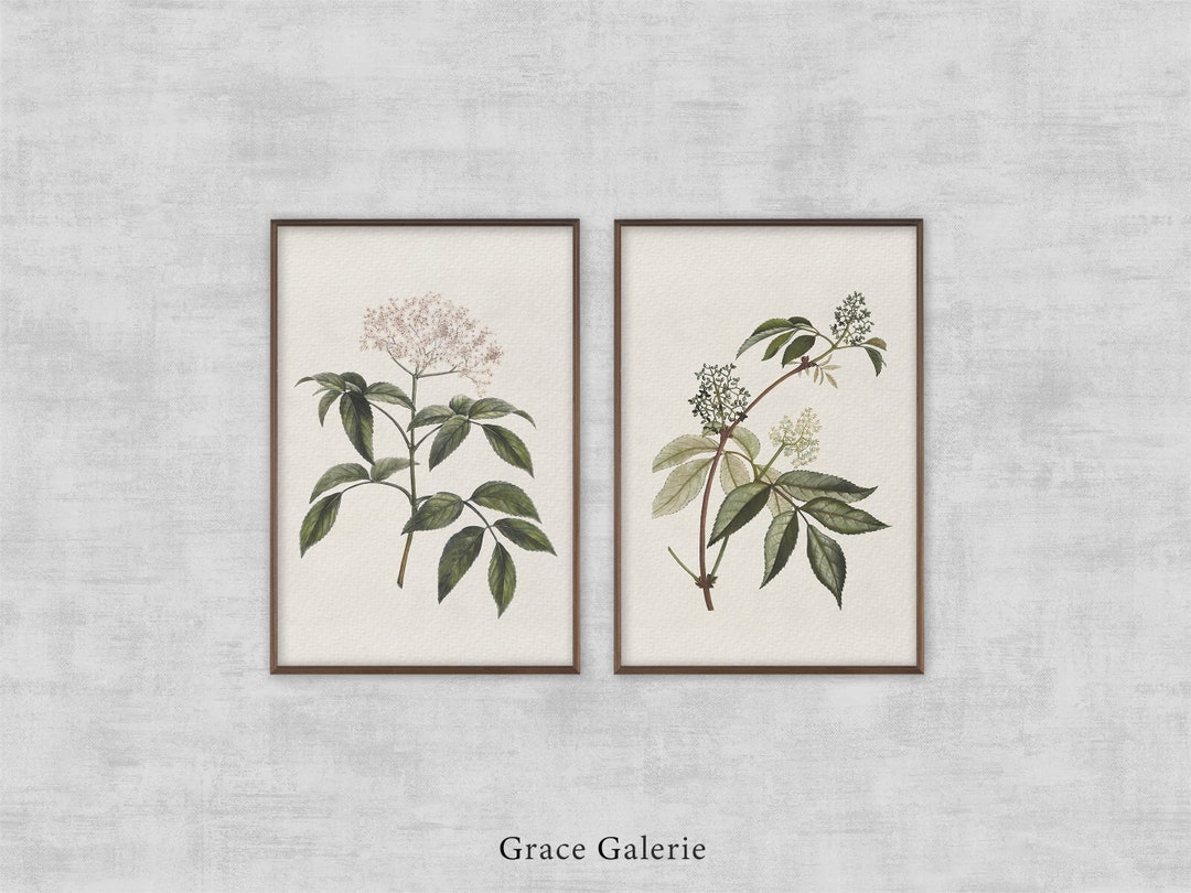 Vintage Botany Gallery Wall Art | Set of 2 | Elderberry Flowering ...