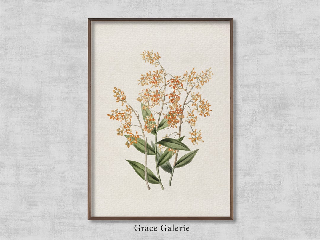 Epidendrum Polyanthum (1842) | Vintage Painting | Antique Wall Deco ...