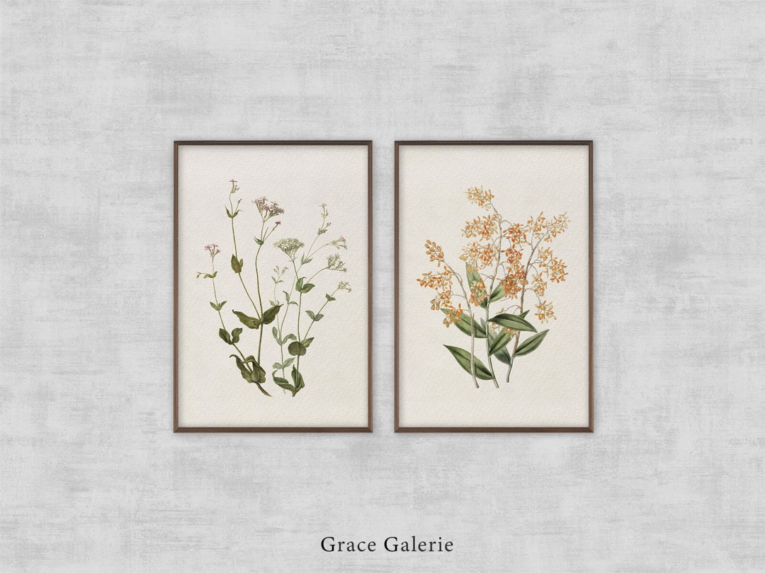 Vintage Botany Gallery Wall Art Set of 2 Rode En Witte Viscaria of ...