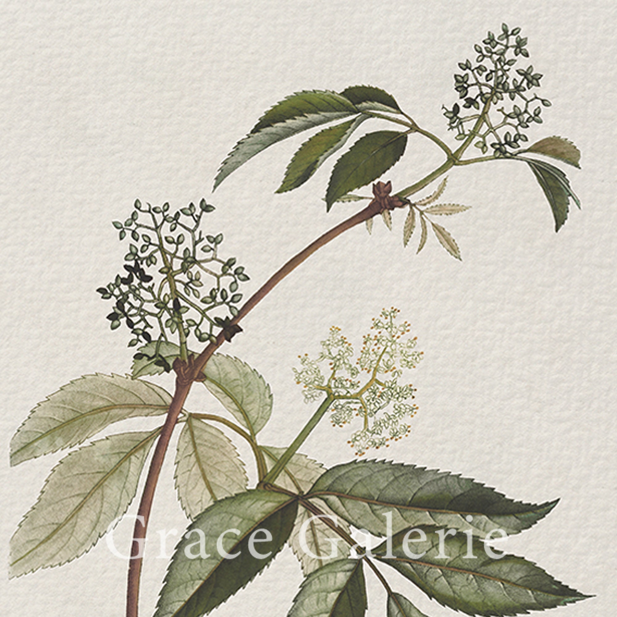 Vintage Botany Gallery Wall Art Set of 2 Ederberry Flowering Branch Red ...