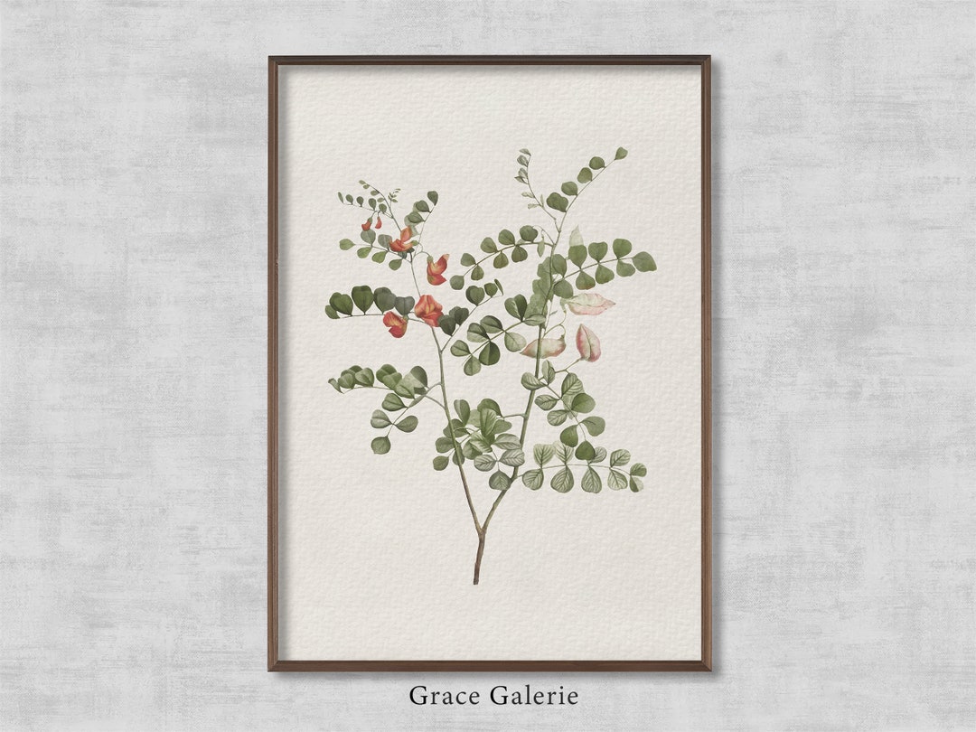 Blood Spotted Bladder Senna | Vintage Painting | Antique Wall Deco ...