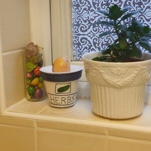 Germination Plate - Etsy