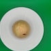 Germination Plate - Etsy