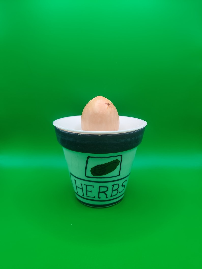 Germination Plate - Etsy