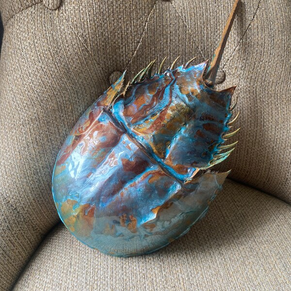 Painted Crab Shell - Etsy