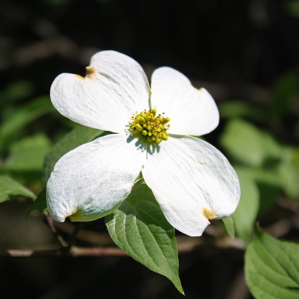Cornus Florida - Etsy