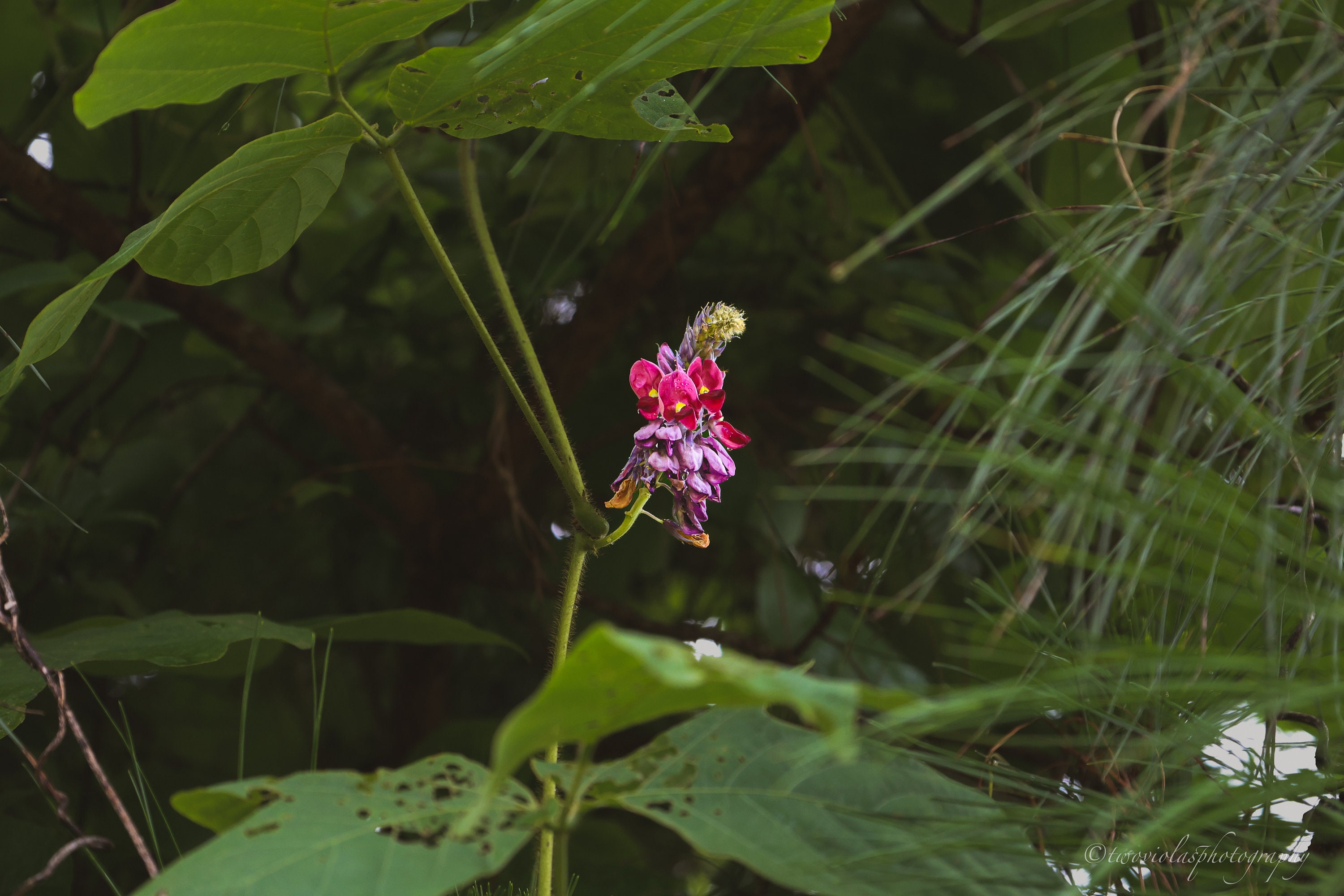 Kudzu Vine Flower