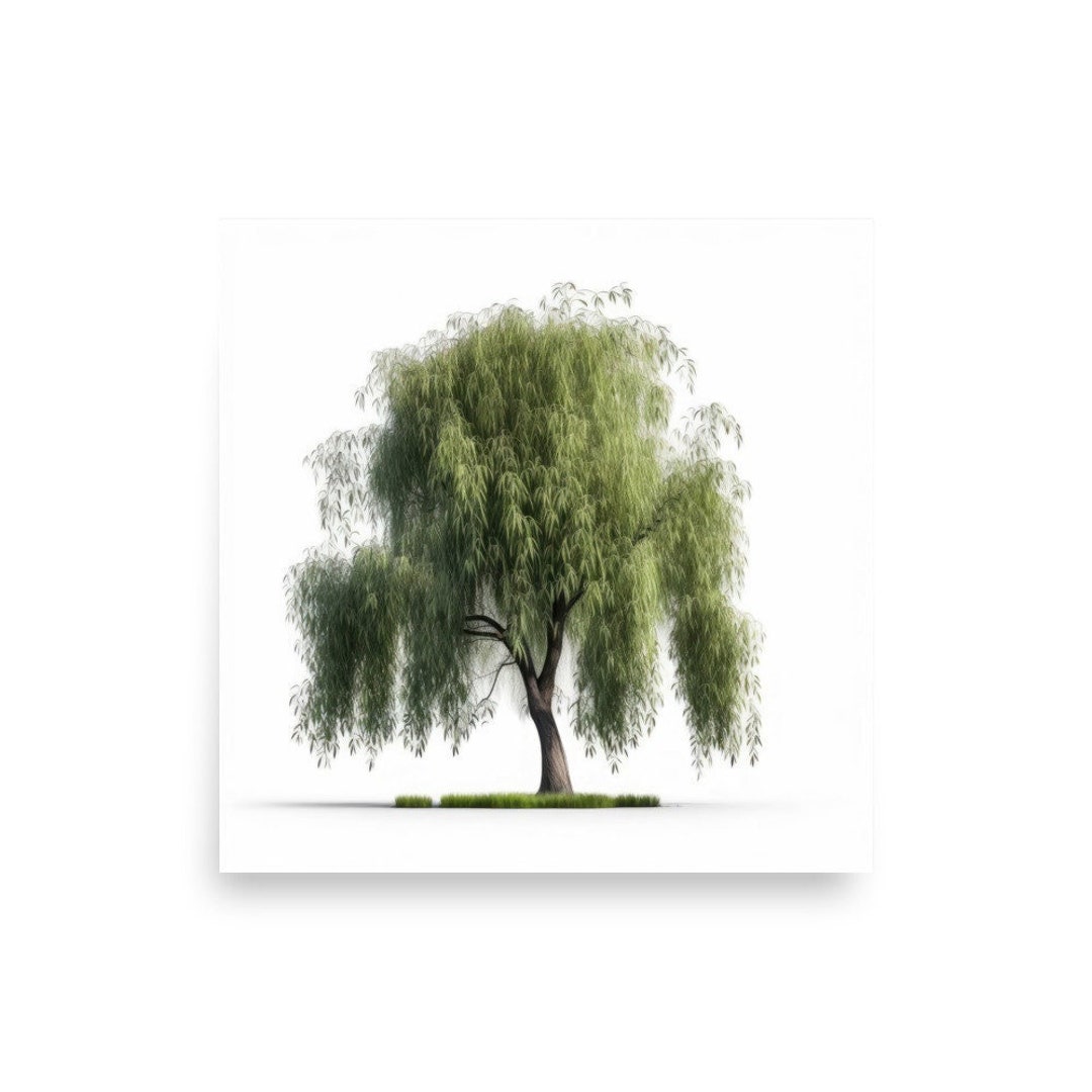 Weeping Willow Tree Print Nature Hope Tree Painting - Etsy