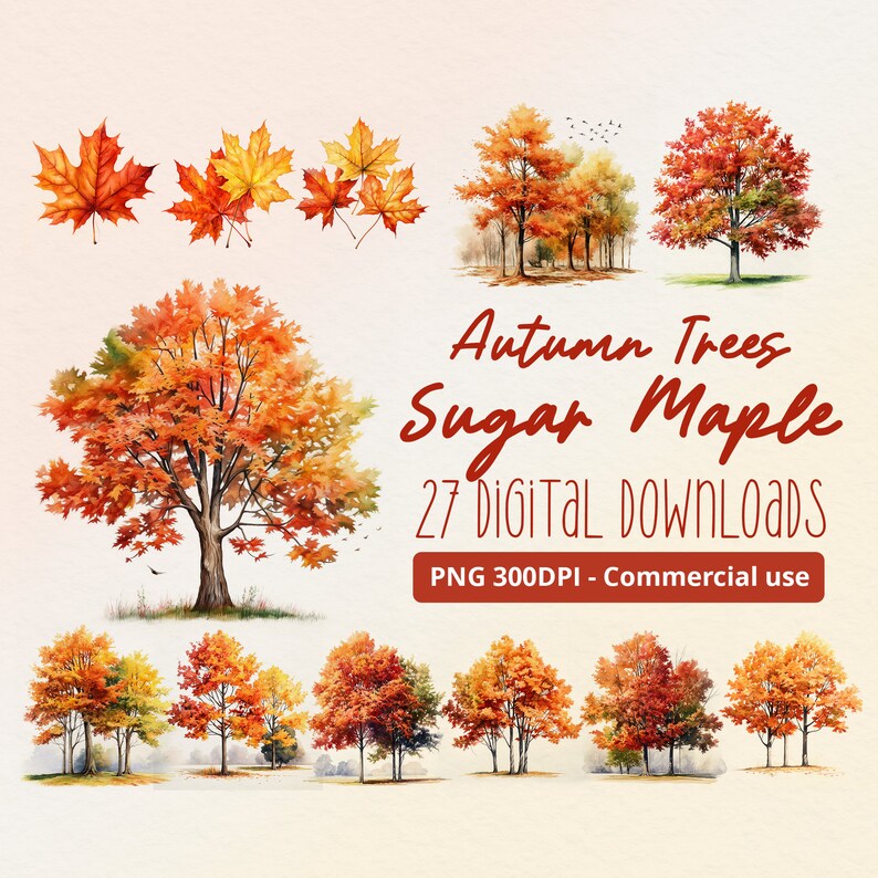 Autumn Sugar Maples Watercolor Clipart Collection - 27 PNG Images ...