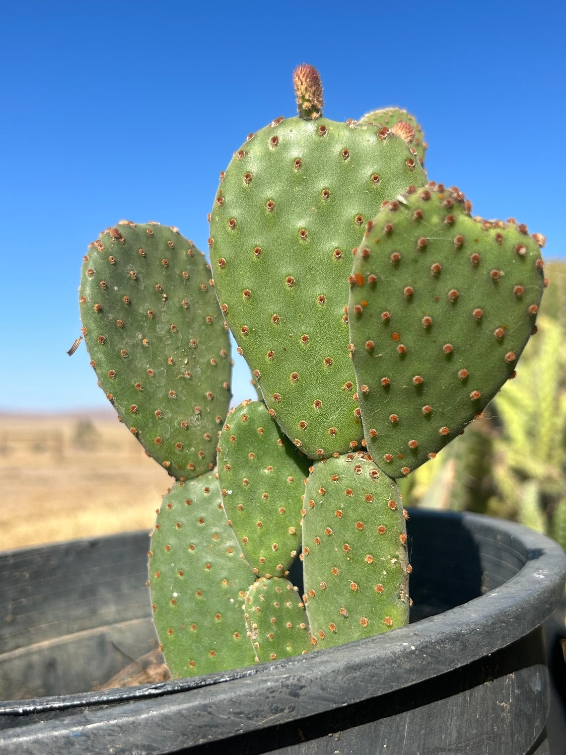 Red Bunny Ear Cactus Cutting, Bunny Ear Cactus, Cinnamon Bunny Ear ...