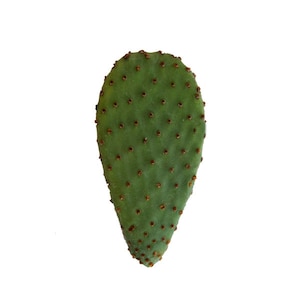 Red Bunny Ear Cactus Cutting, Bunny Ear Cactus, Cinnamon Bunny Ear ...