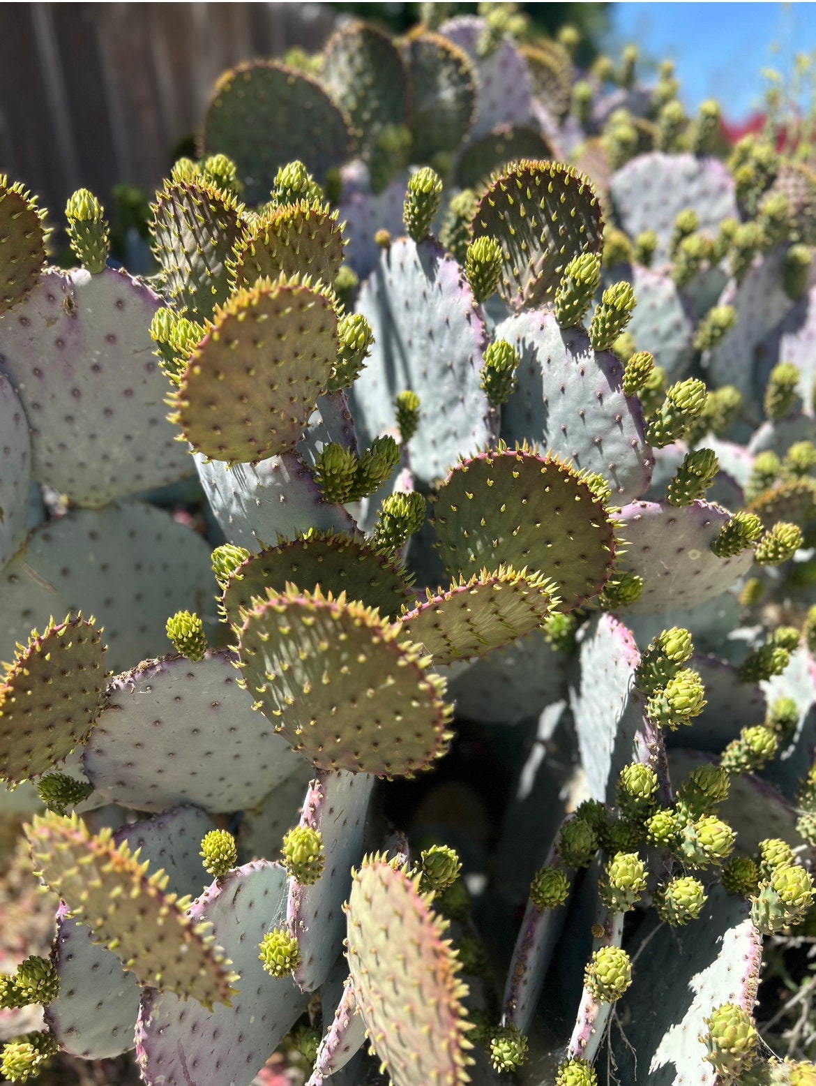 Santa Rita Prickly Pear, Santa Rita Cactus, Purple Cactus, Prickly Pear ...