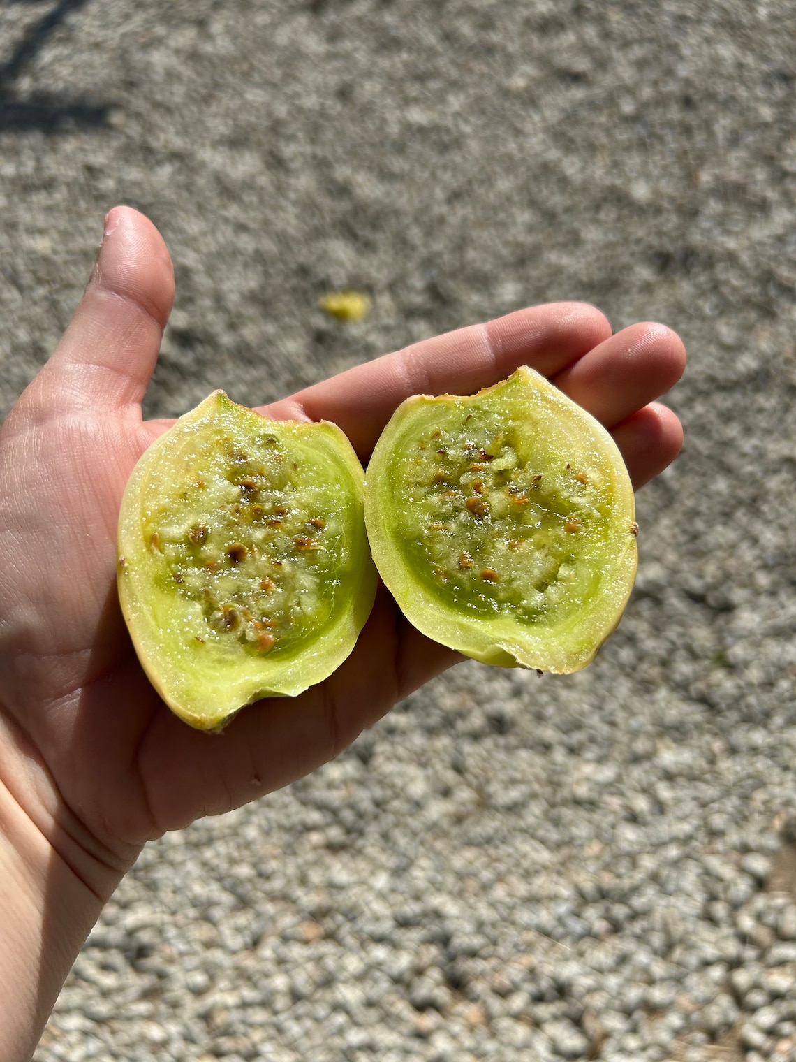 Nopales, Prickly Pear, Spineless Prickly Pear, Paddle Cactus - Etsy