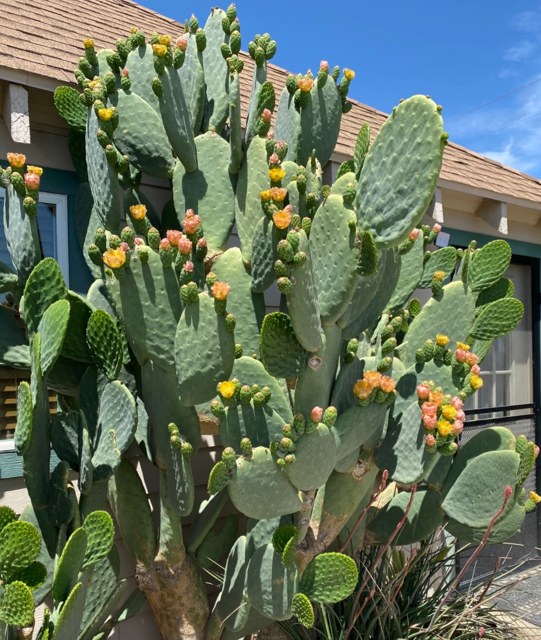 Nopales, Prickly Pear, Spineless Prickly Pear, Paddle Cactus - Etsy