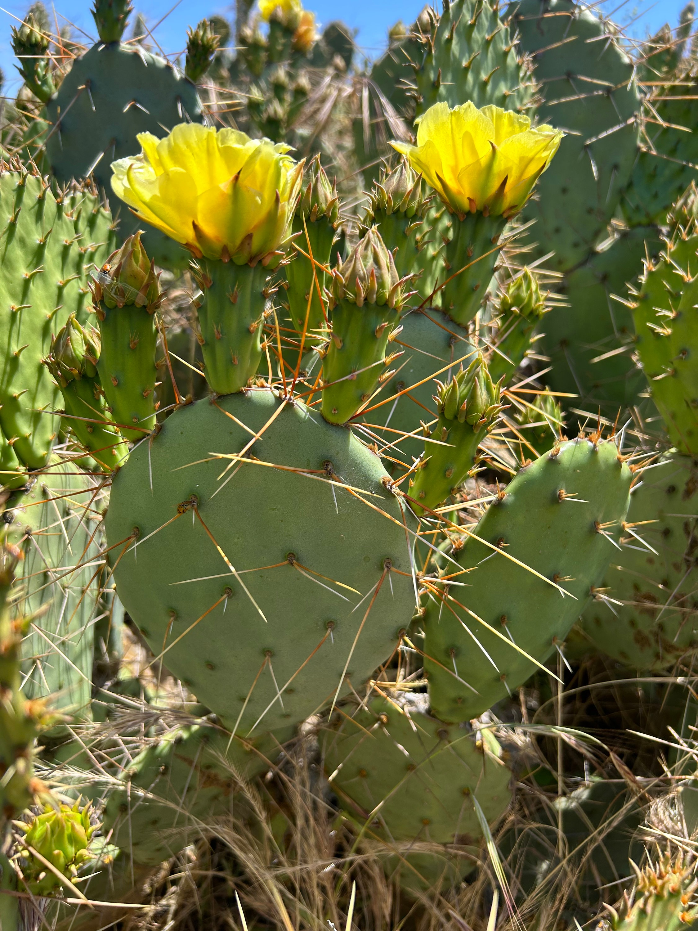 Western Prickly Pear Cactus Cutting, Prickly Pear Cactus, Prickly Pear ...
