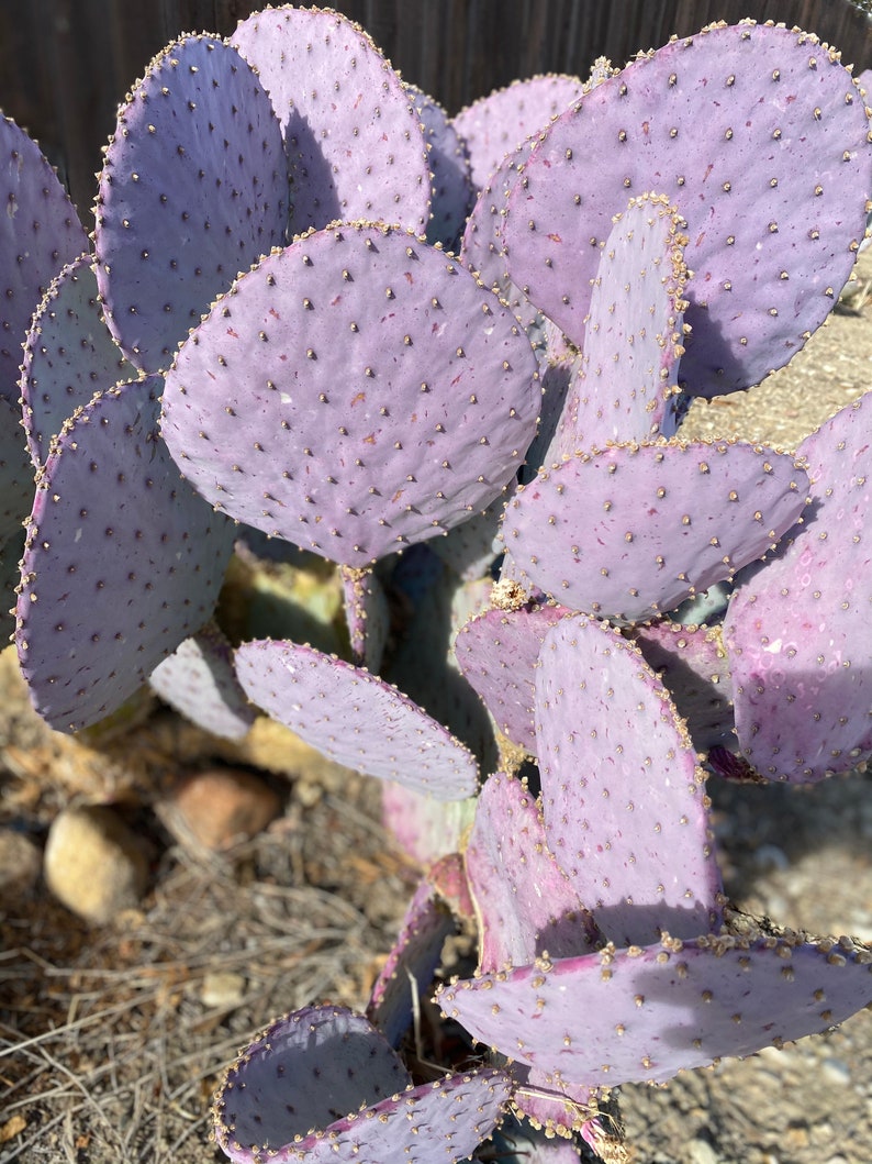 Santa Rita Prickly Pear, Santa Rita Cactus, Purple Cactus, Prickly Pear ...