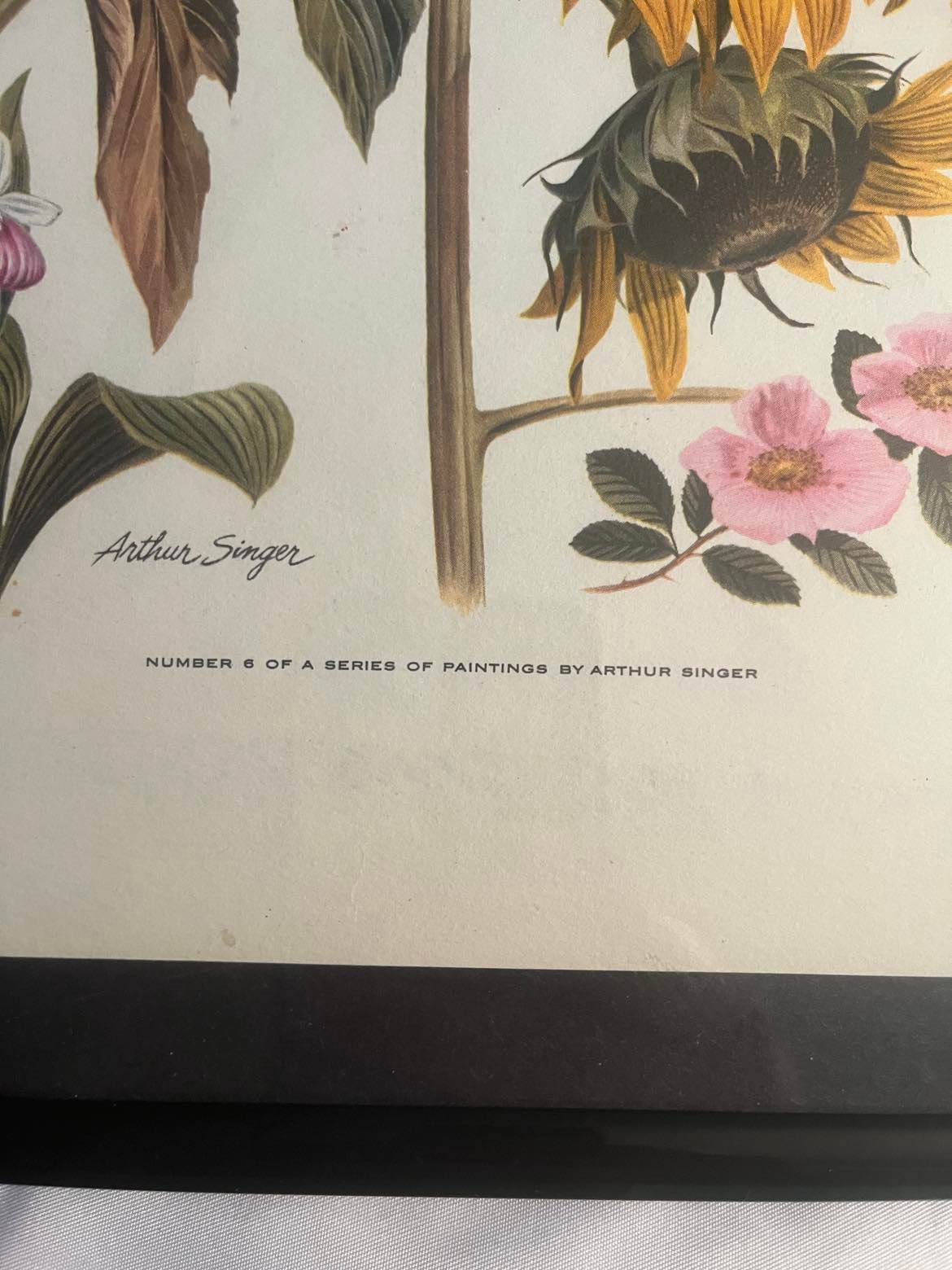 Vintage Arthur Singer Bird Print Number 6 of a Series Birds and ...