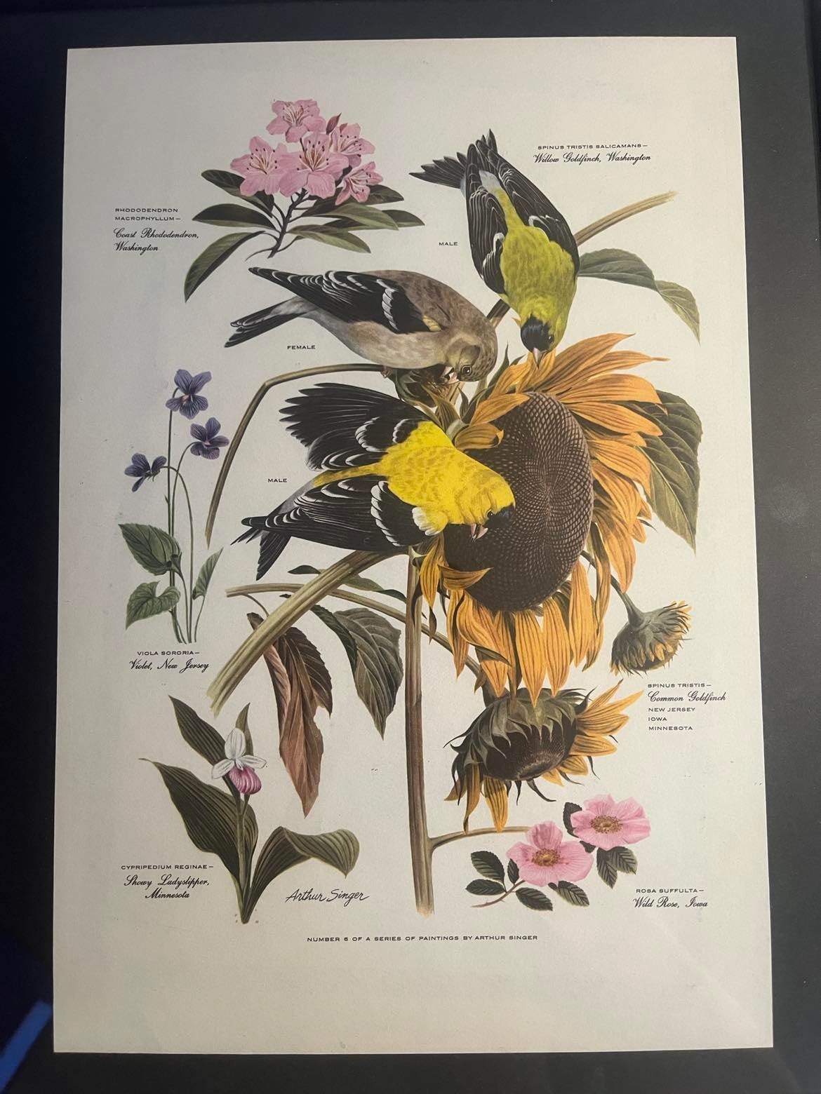 Vintage Arthur Singer Bird Print Number 6 of a Series Birds and ...