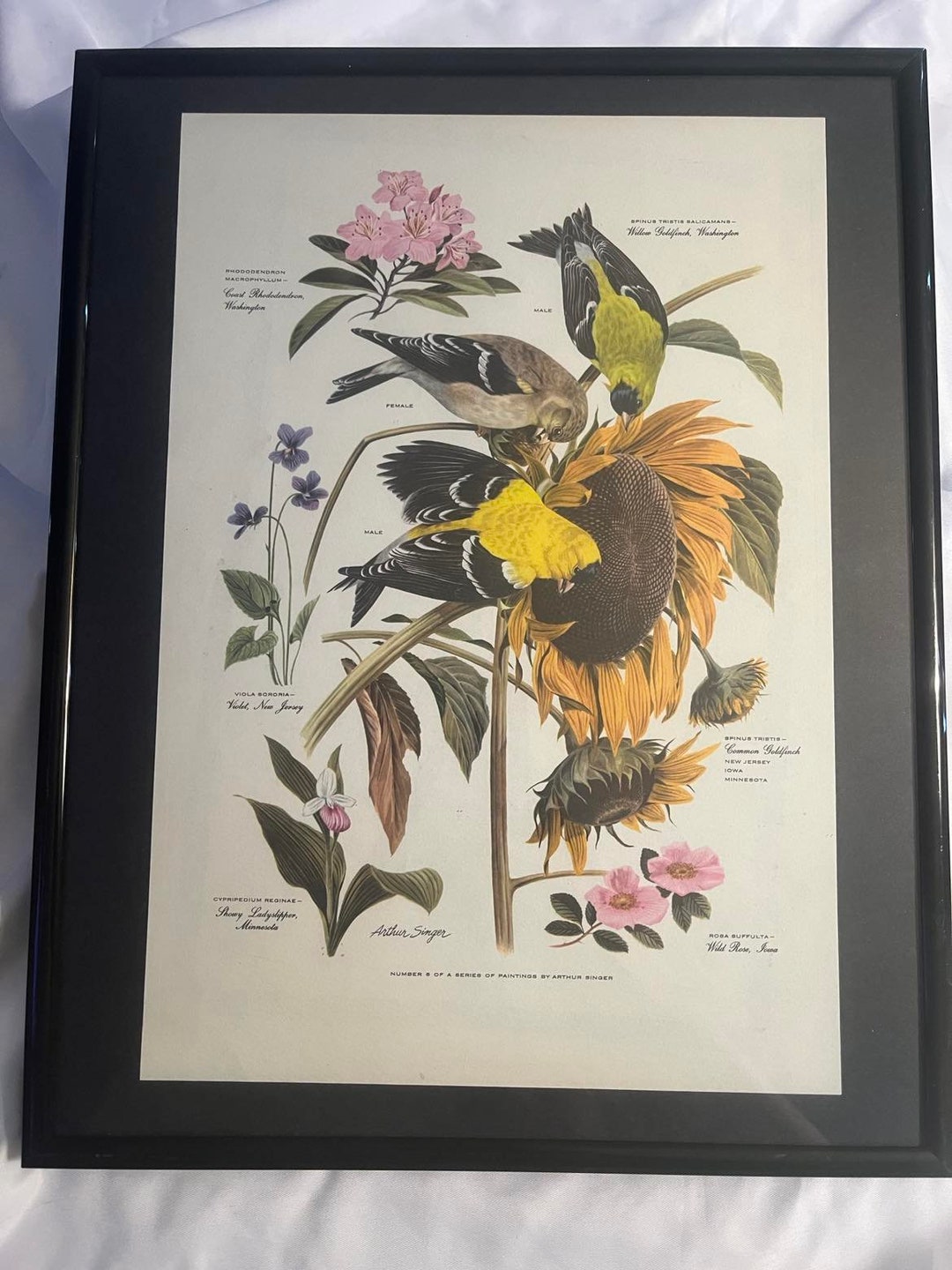 Vintage Arthur Singer Bird Print Number 6 of a Series Birds and ...